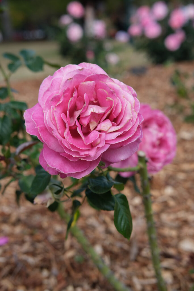 New Farm Park Rose Garden - Leave No Cologne Unturned