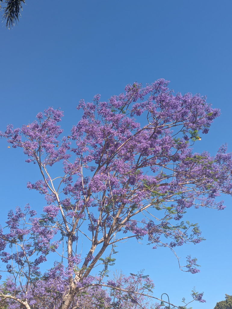 Jacaranda Season 2023 - Leave No Cologne Unturned